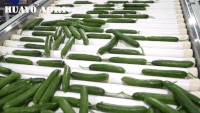Potato Grading Machine - HUAYO AGRO MACHINE