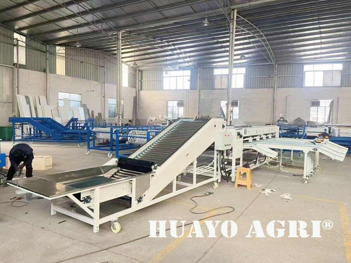 Potato Grading Machine - HUAYO AGRO MACHINE