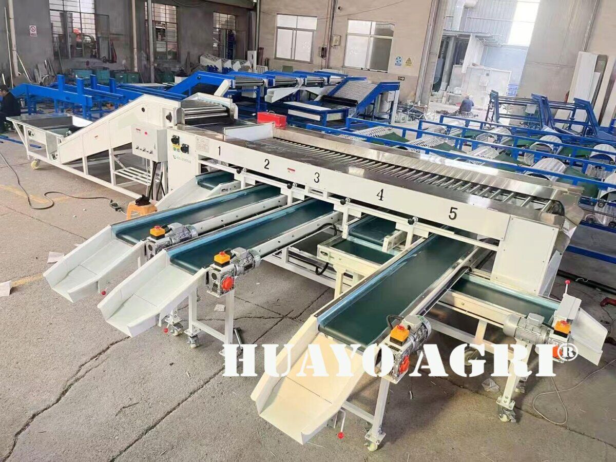 Potato Grading Machine - HUAYO AGRO MACHINE