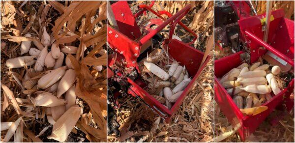 Single Row Corn Harvester - HUAYO AGRO MACHINE